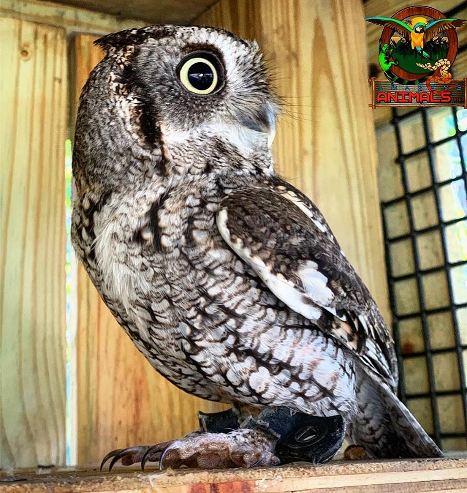 Amazing Animals Inc- Meet our animal ambassadors