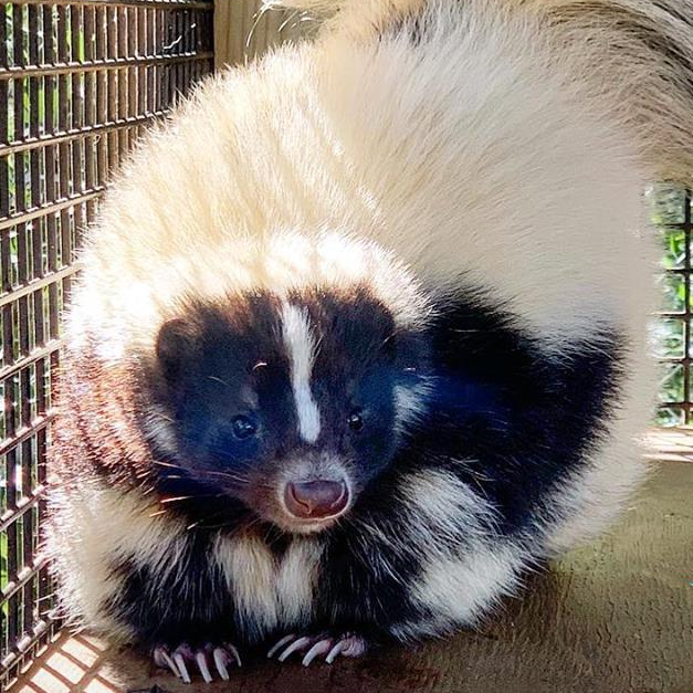 Amazing Animals Inc- Meet our animal ambassadors