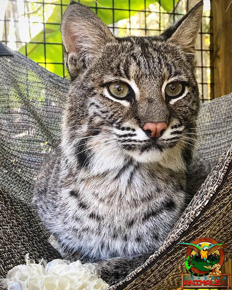 Amazing Animals Inc- Meet our animal ambassadors