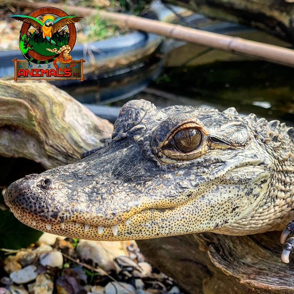 Amazing Animals Inc- Meet our animal ambassadors