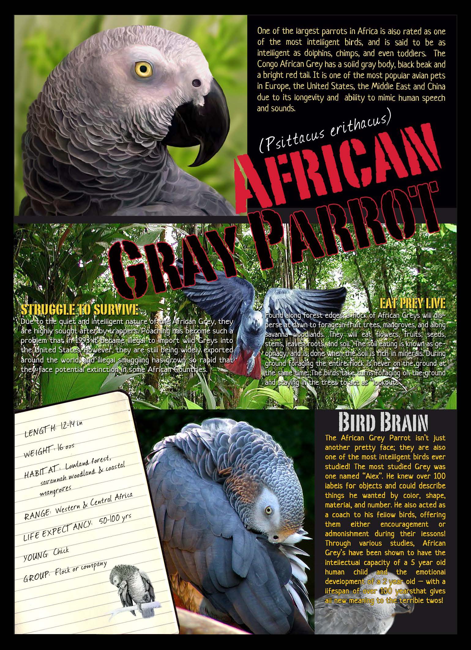 Amazing Animals Inc- Meet our animal ambassadors