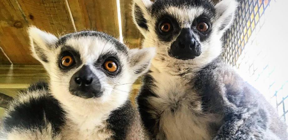 Amazing Animals Inc - Inspiring conservation through hands on education