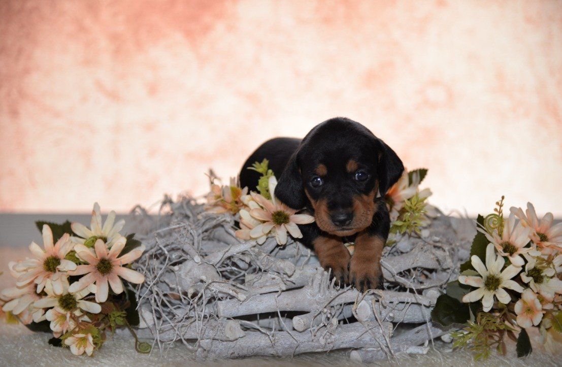 Dackel Welpen Dackelwelpen Jagdhundwelpen Dackel Bayern Teckel Welpen ...