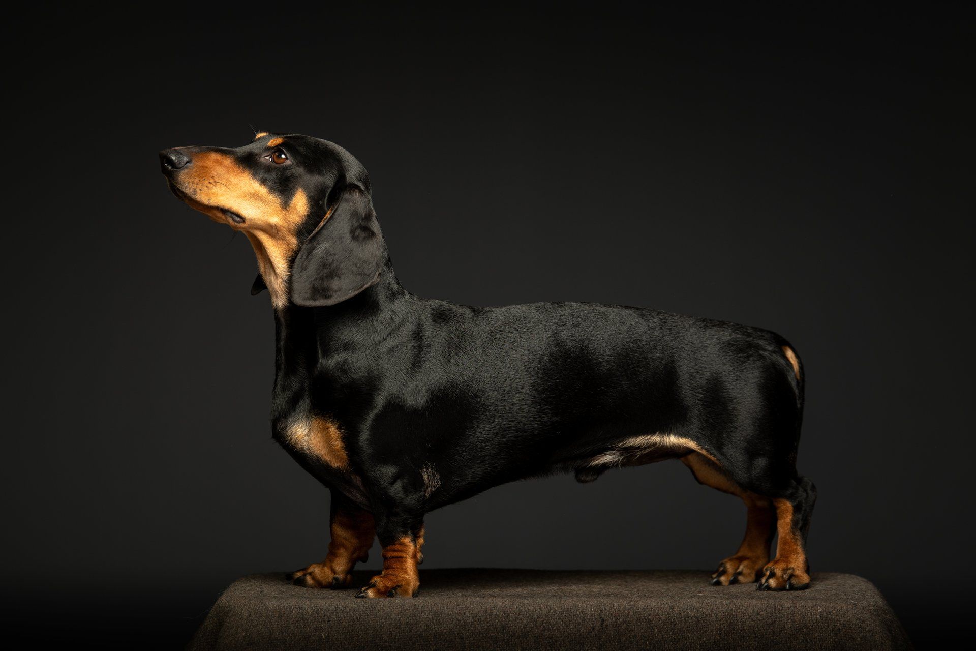 Dackel Welpen Dackelwelpen Jagdhundwelpen Dackel Bayern Teckel Welpen ...