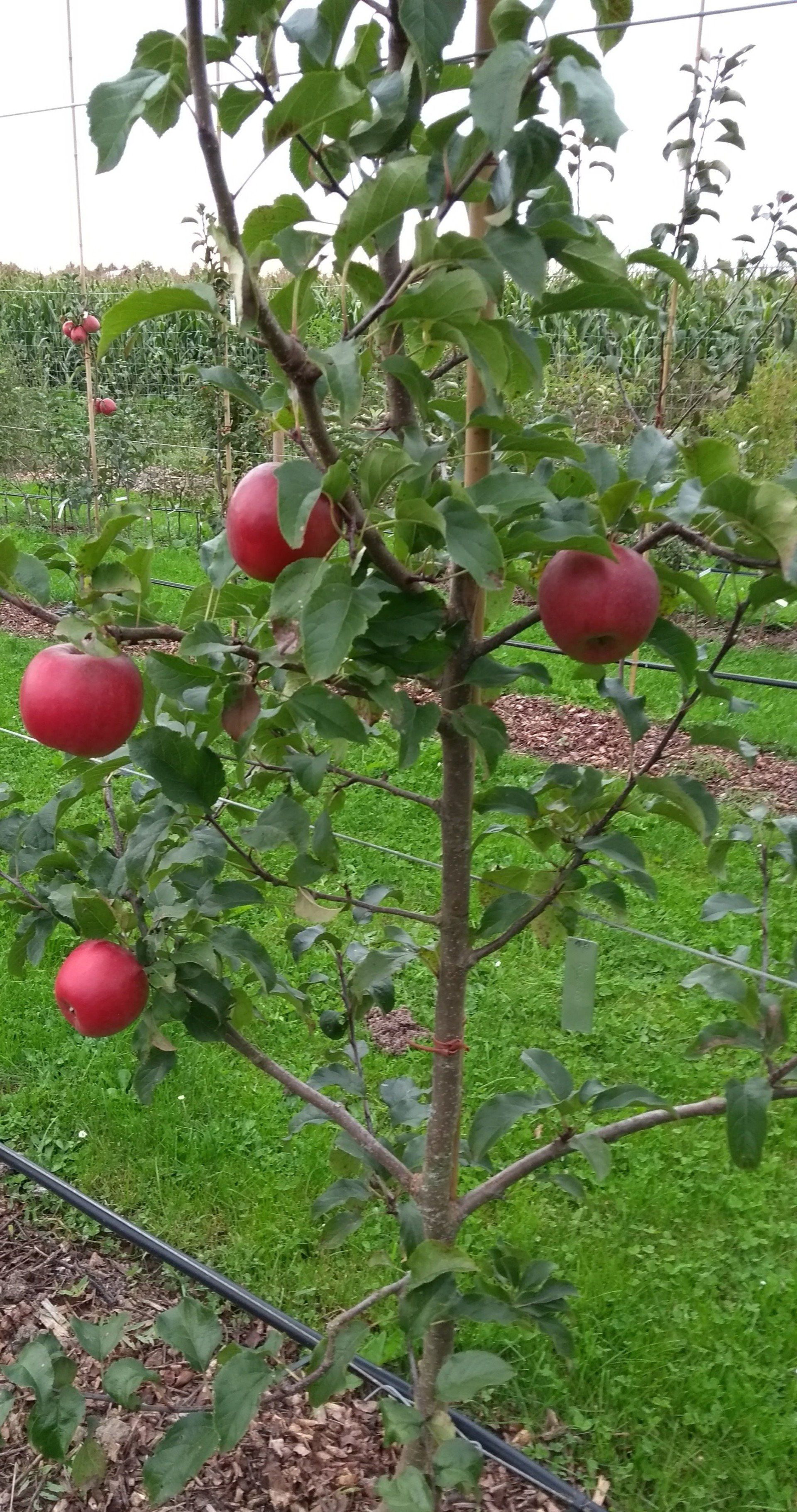 Der Obstgarten