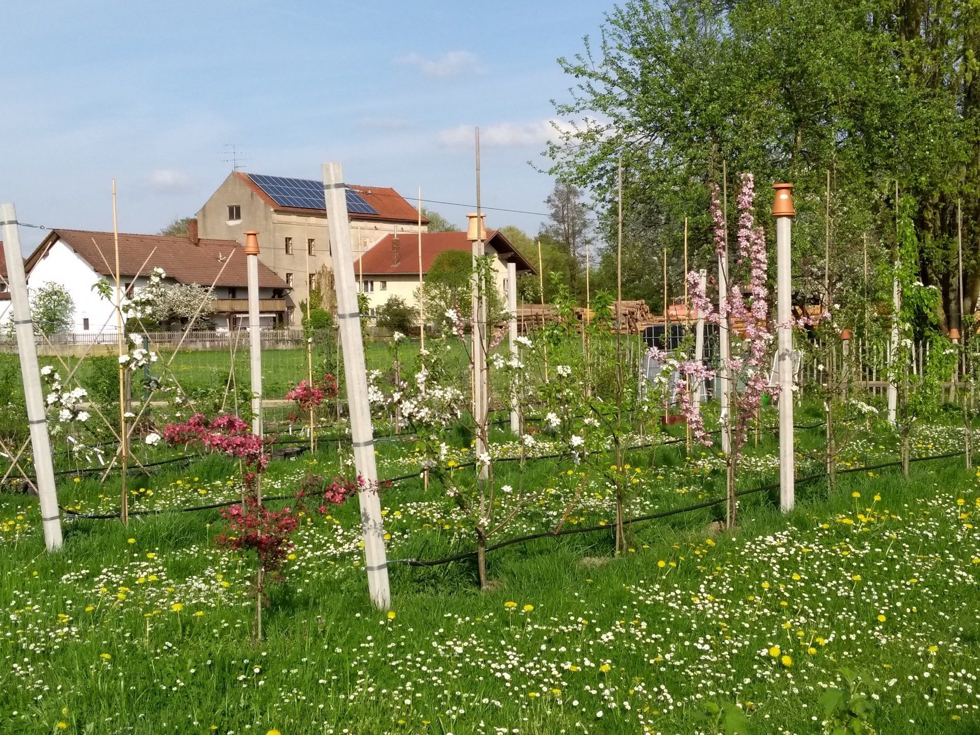 Der Obstgarten