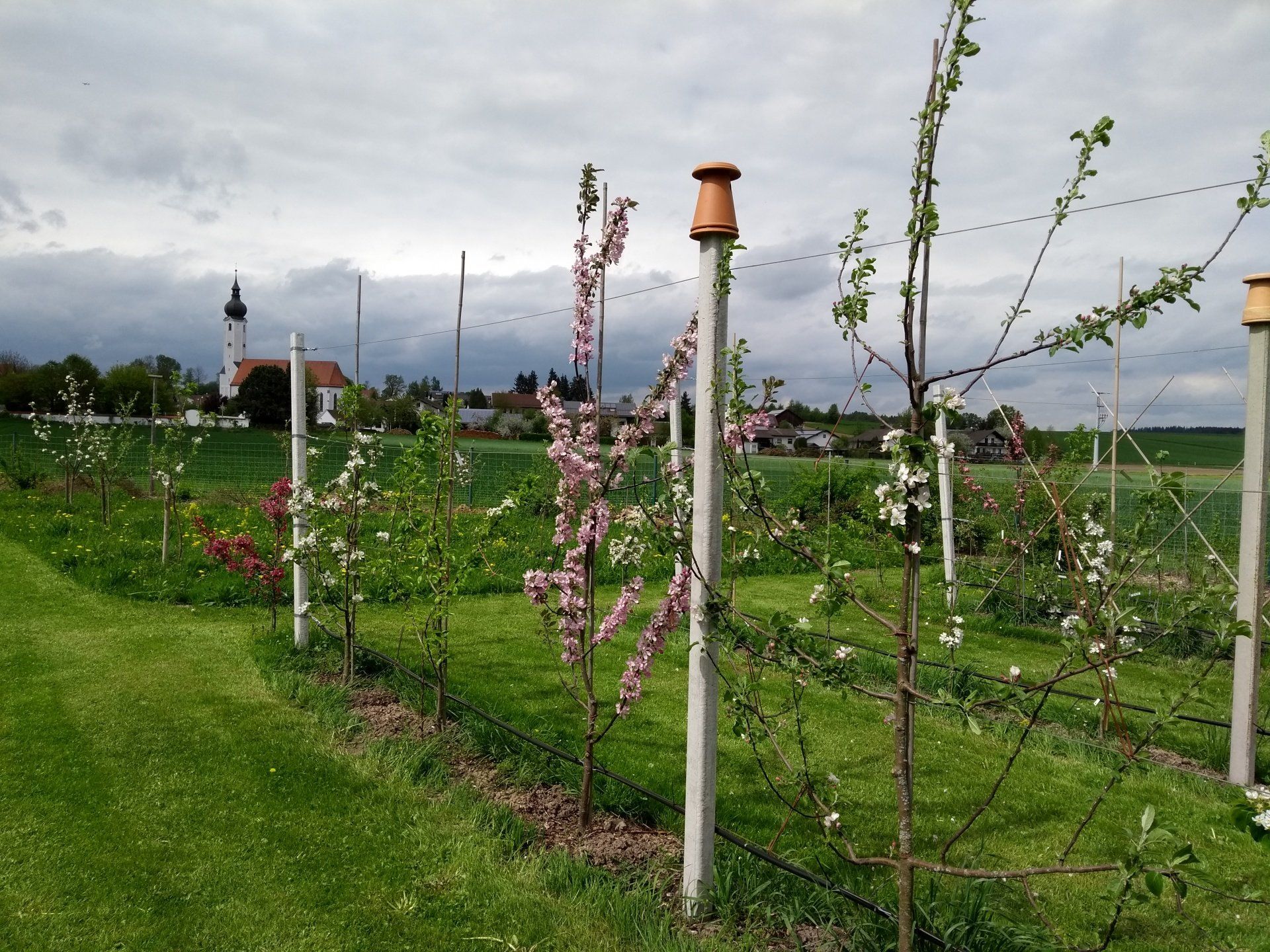 Der Obstgarten