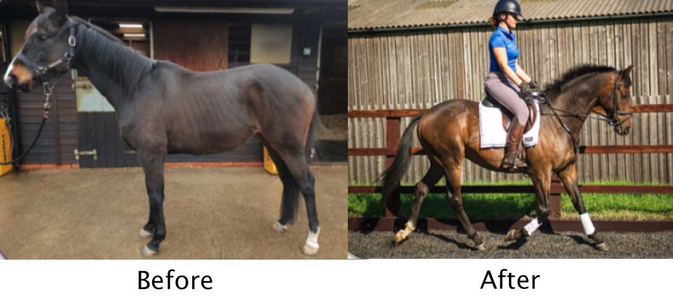 Moorcroft Equine Rehabilitation Centre - How We Can Help