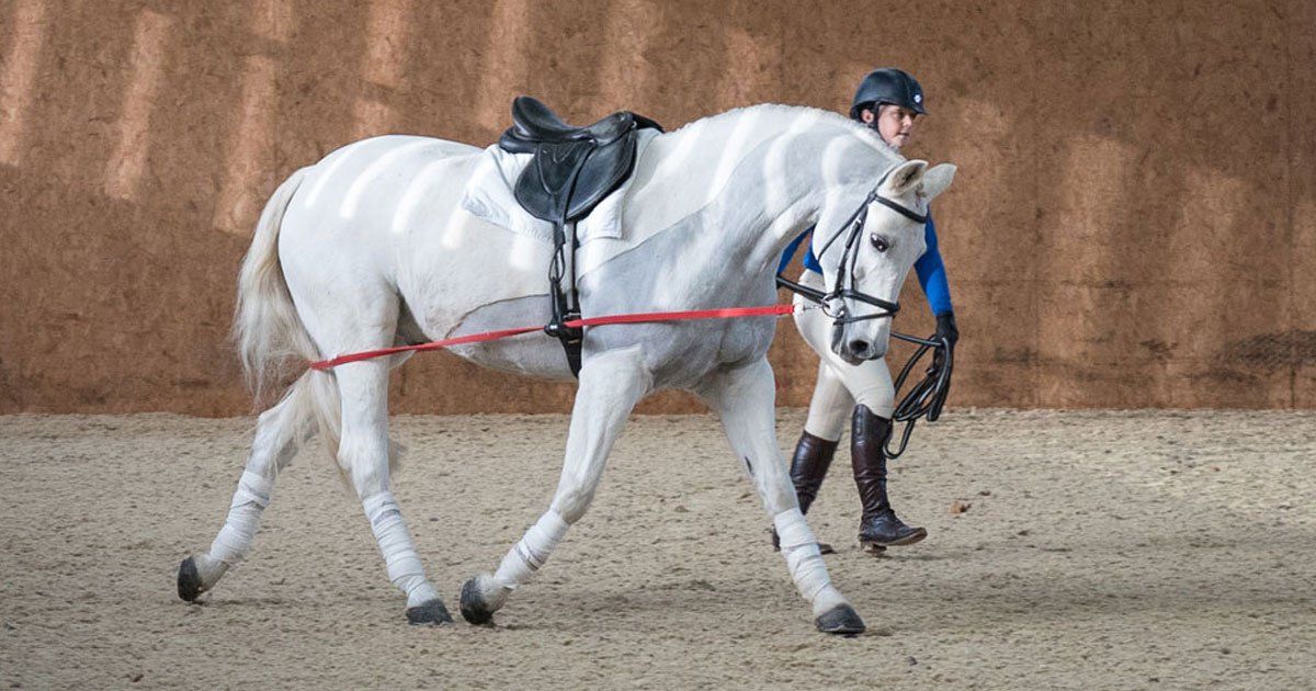 Moorcroft Equine Rehabilitation Centre - Long Reining Course