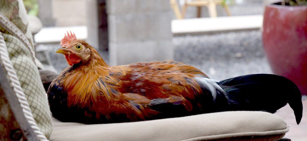 Fuchs und Marder die Feinde der Hühner