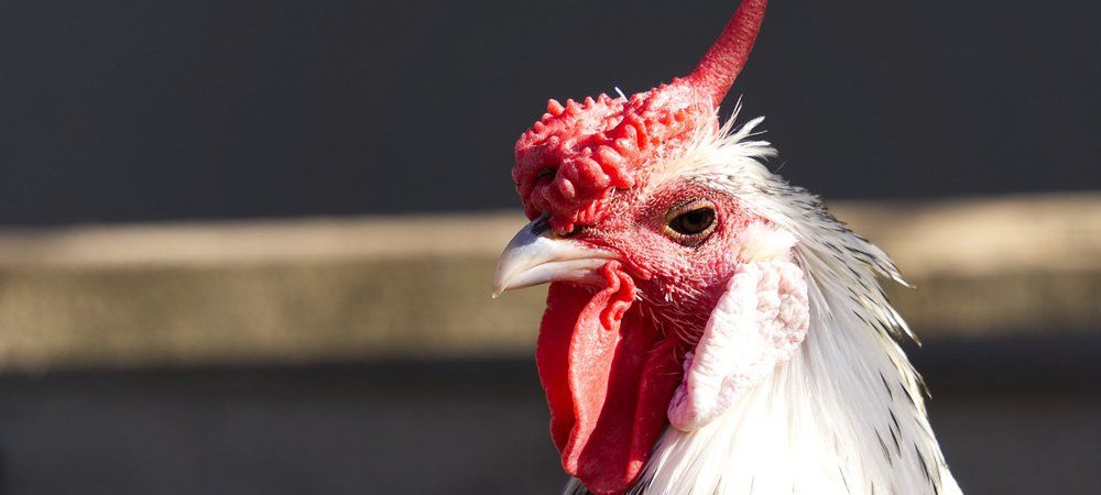 Huehner und ihre Faehigkeiten