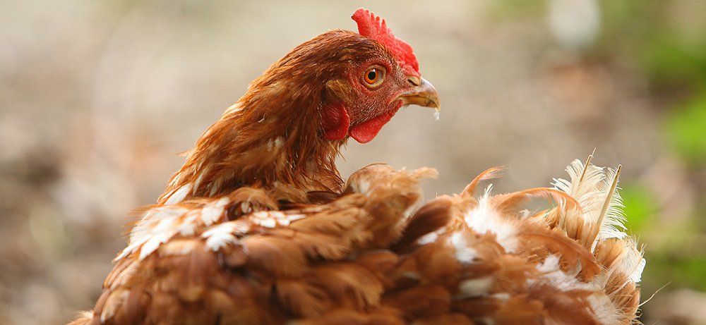 Was ist ein Hybridhuhn - Was sind Hybridhühner?