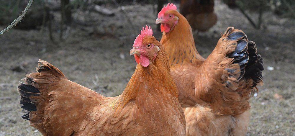 Araucana - das Huhn das grüne Eier legt