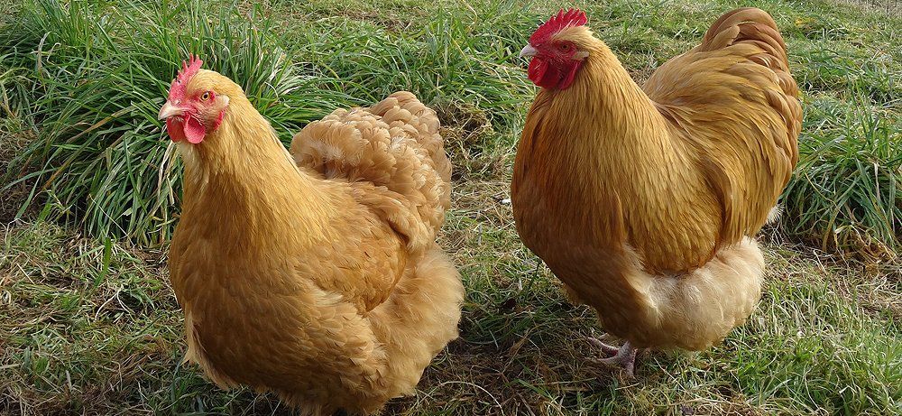 Araucana - das Huhn das grüne Eier legt