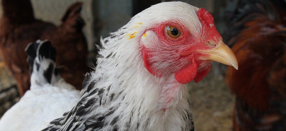 Araucana - das Huhn das grüne Eier legt