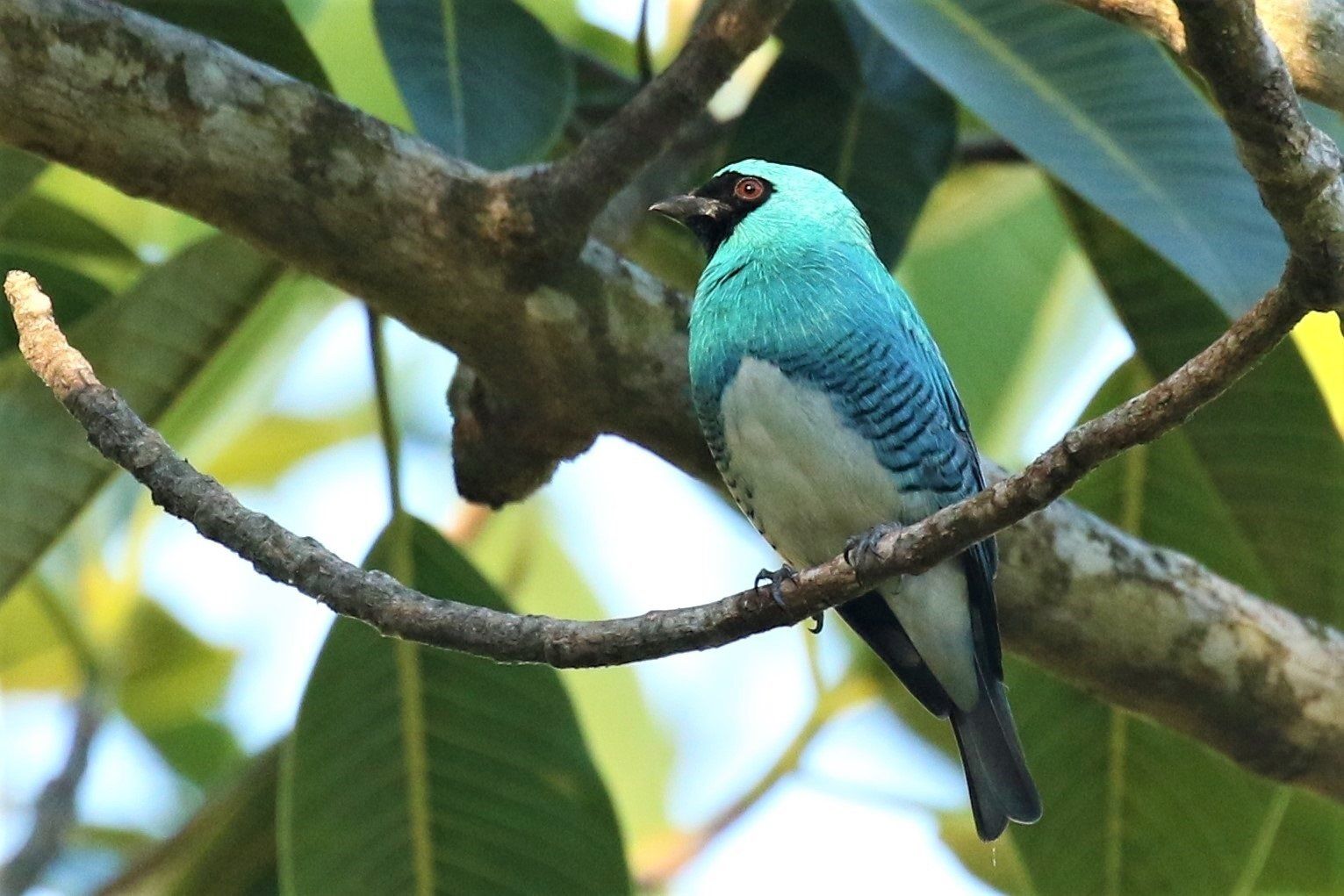 Santa Marta birding tour with WILD ABOUT COLOMBIA
