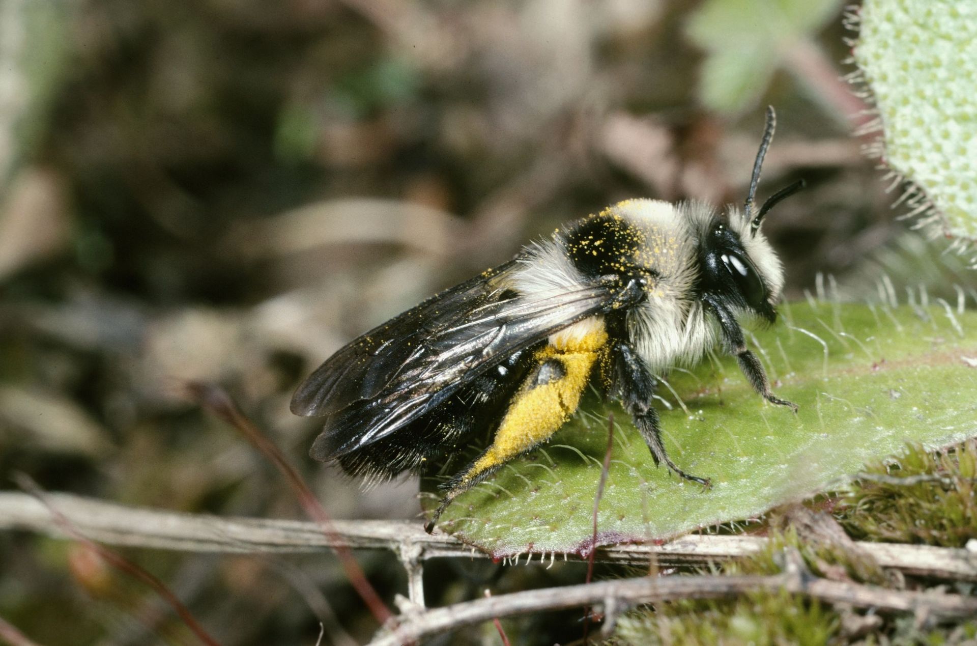 Steckbrief: Andrena cineraria - Graue Sandbiene ifbi.net