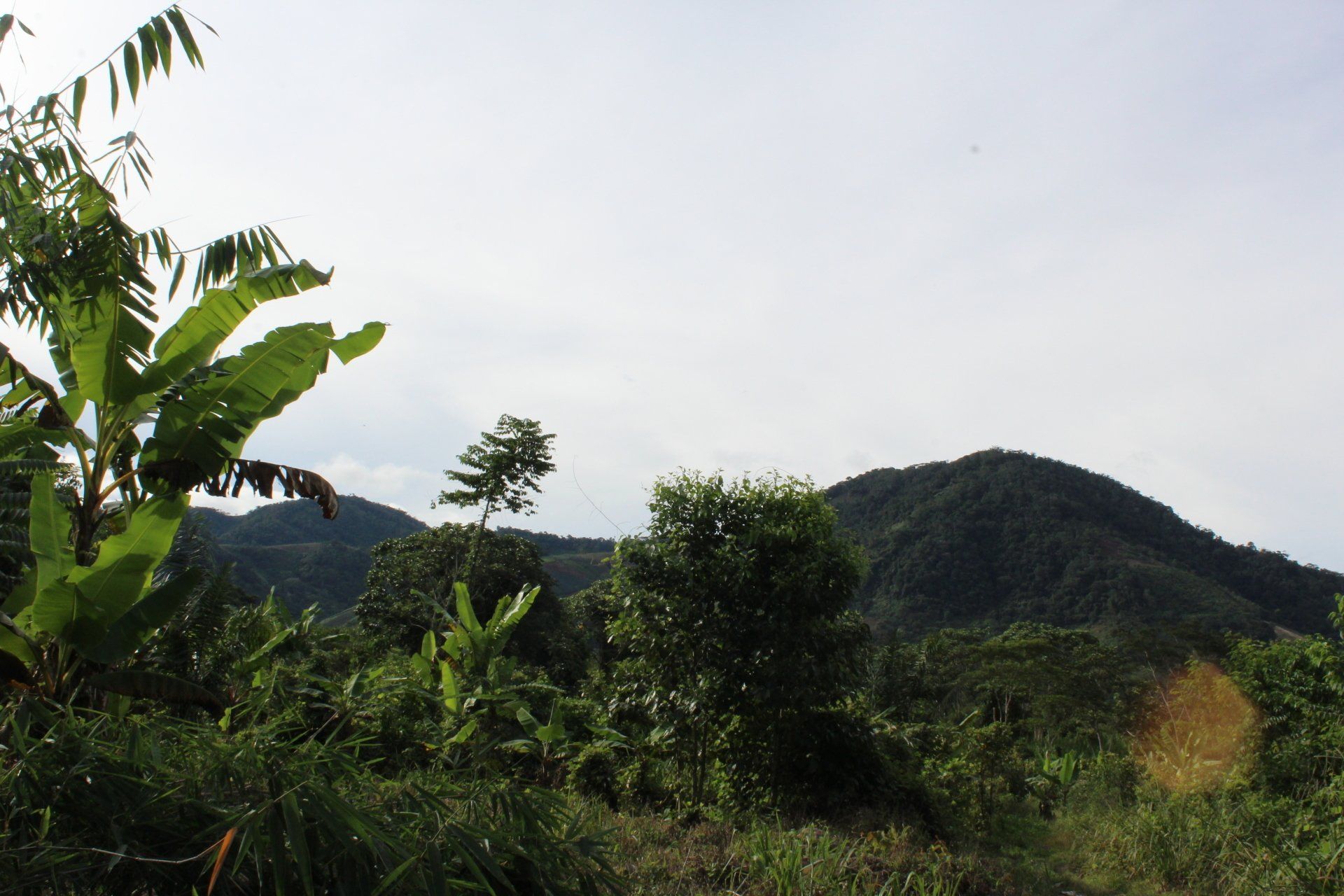 La Selva -Selva de Sueños ONG