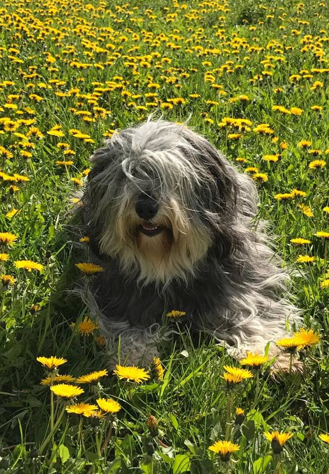 Polish Lowland Sheepdogs UK