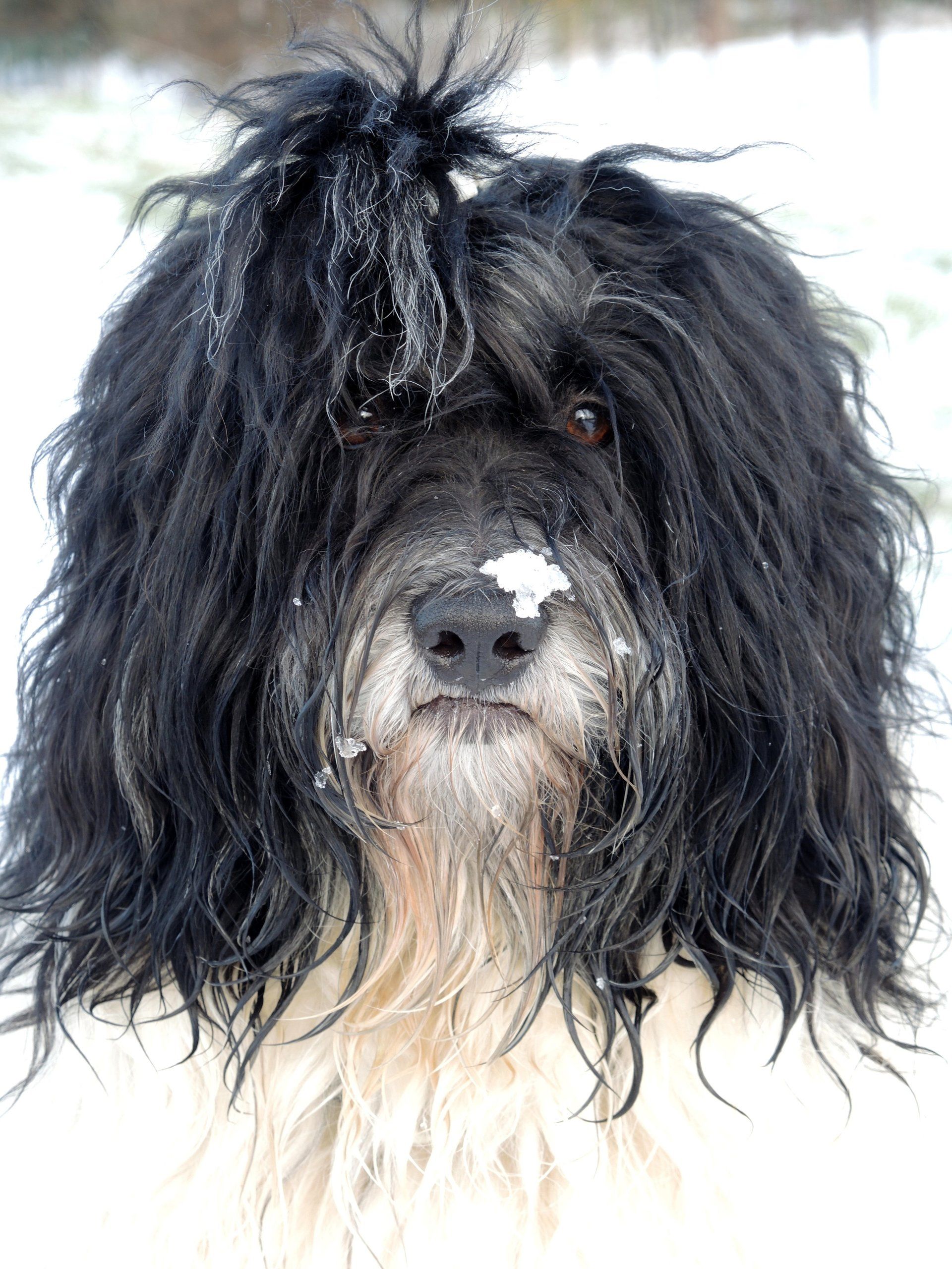 Polish Lowland Sheepdogs UK