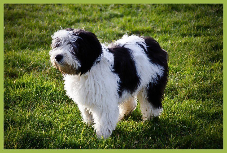 Polish Lowland Sheepdogs UK