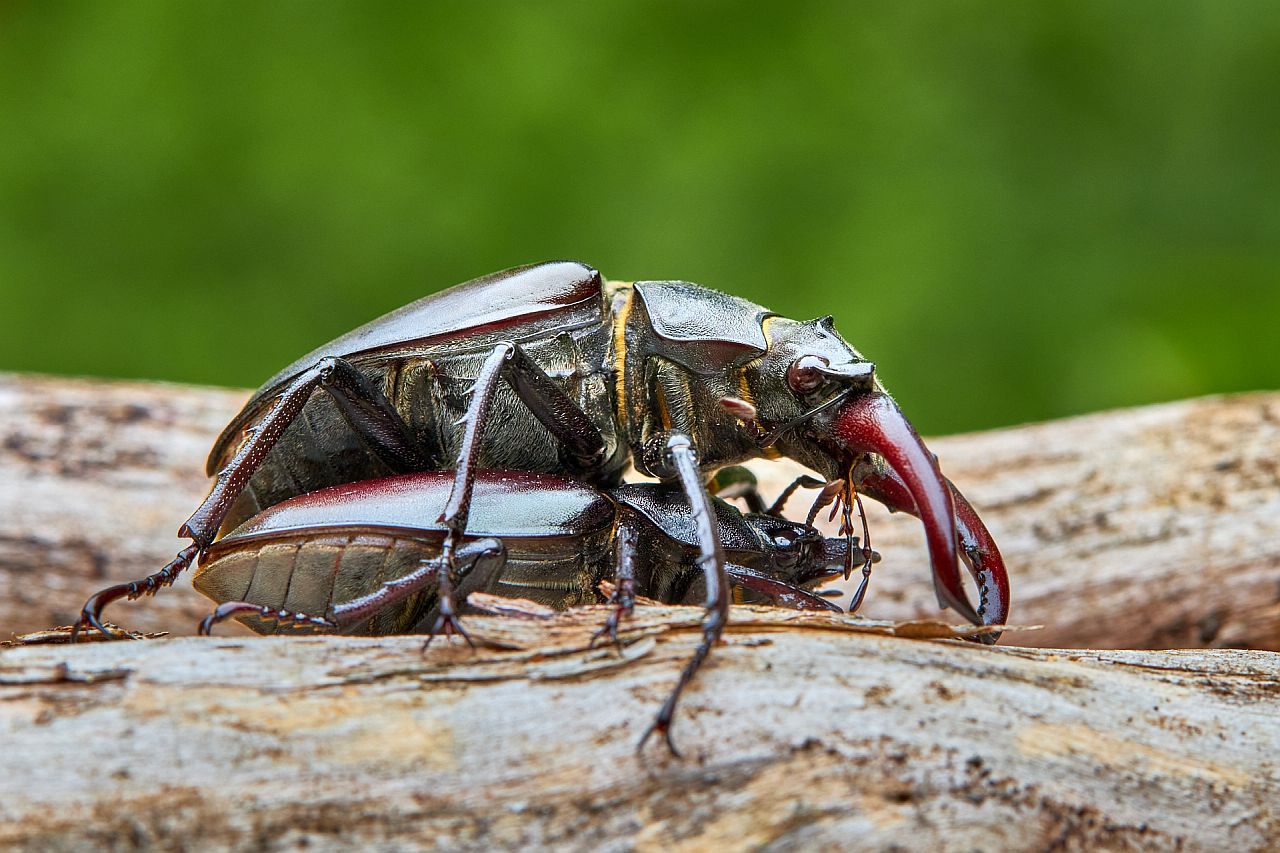 Die Käfer sind los!