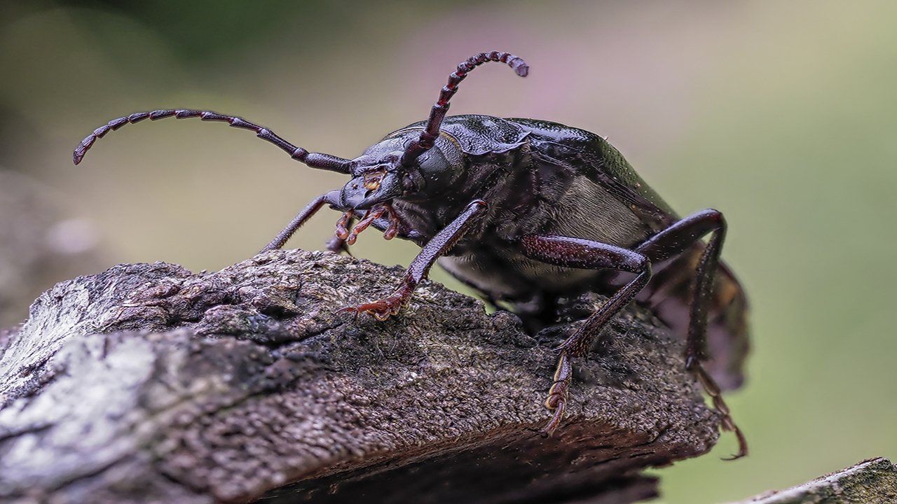 Die Käfer sind los!