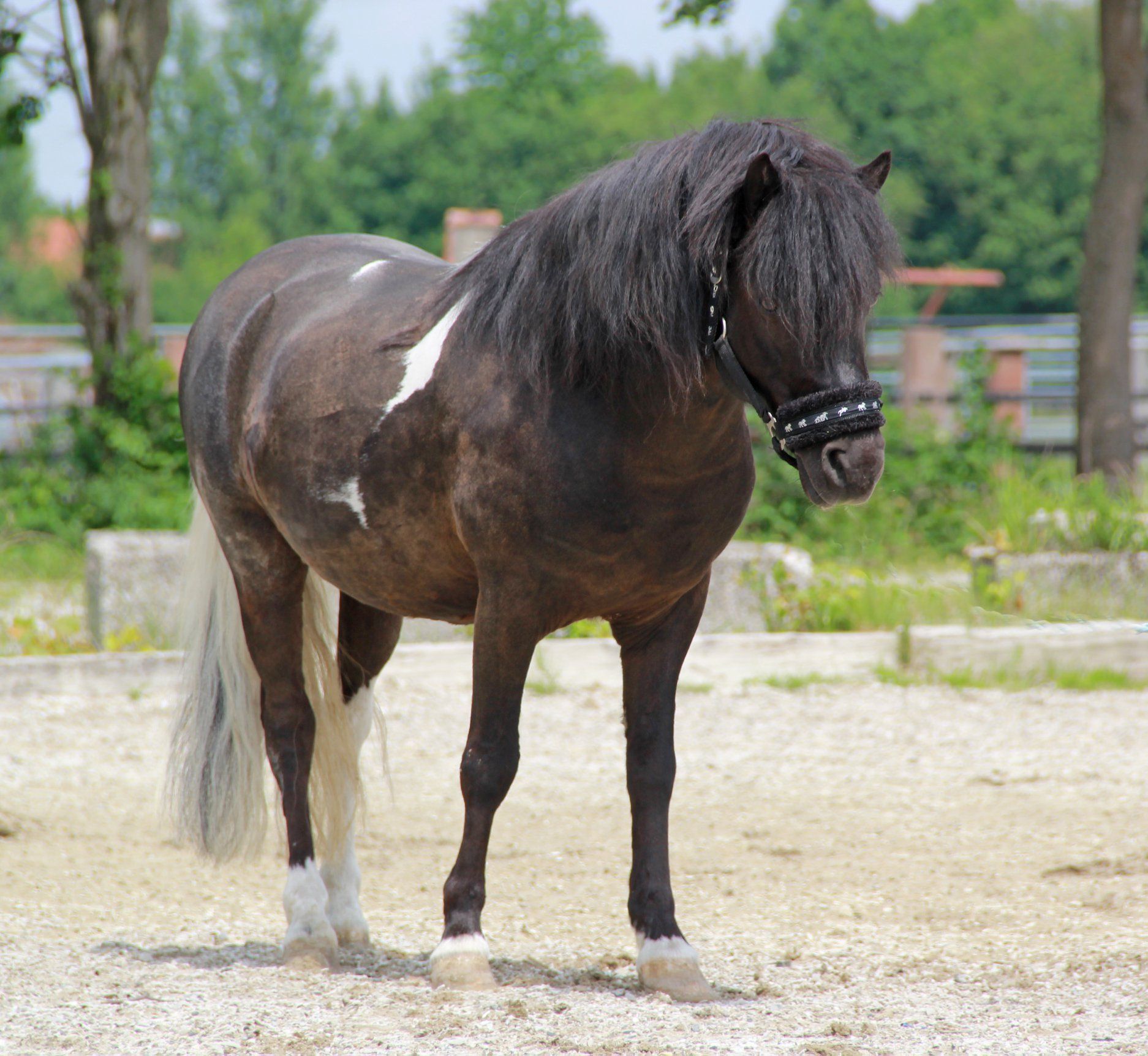 shettys von Schnoedhof