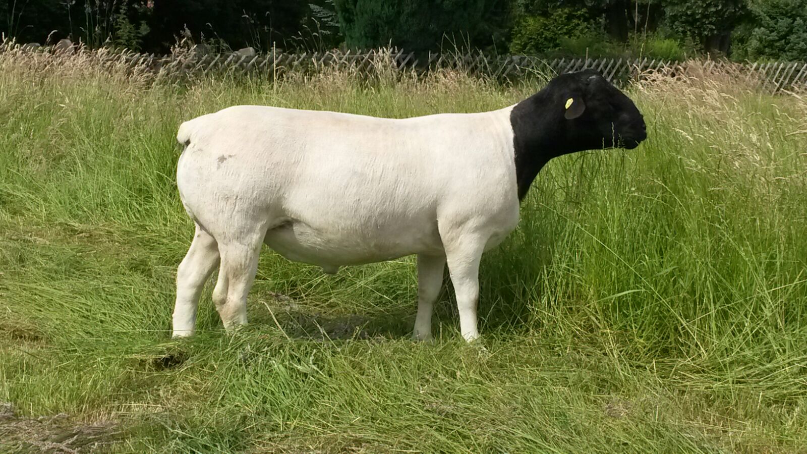 Dorperschafe Deutschland, Dorperschaf Rassebeschreibung