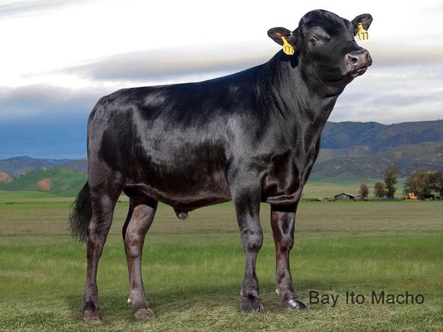 Wagyu-Leih-Deckbullen – die kostengünstige Alternative