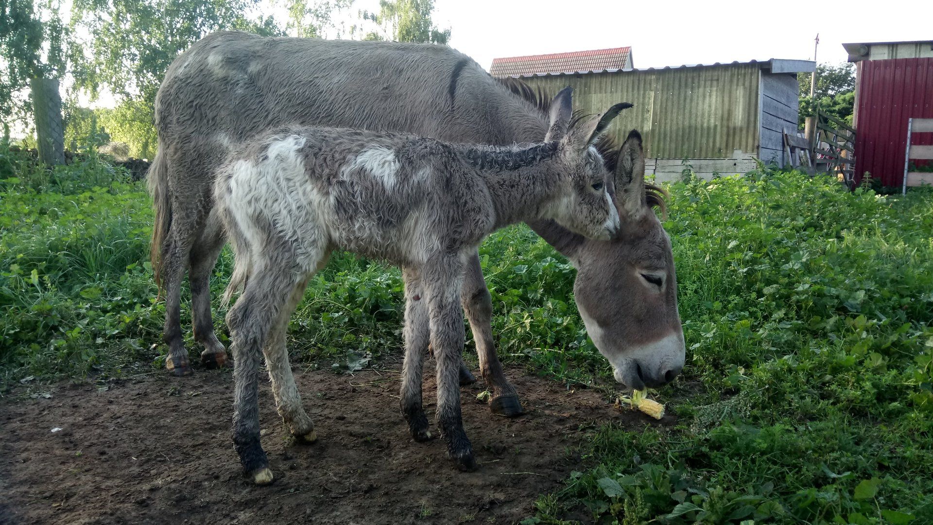 Home [www.eselwerk.de]