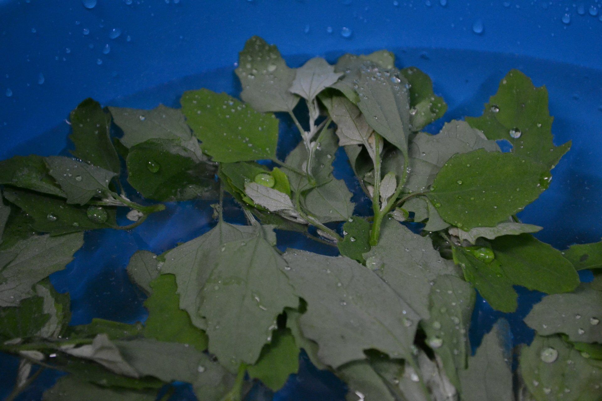 Farinello, una manna infestante