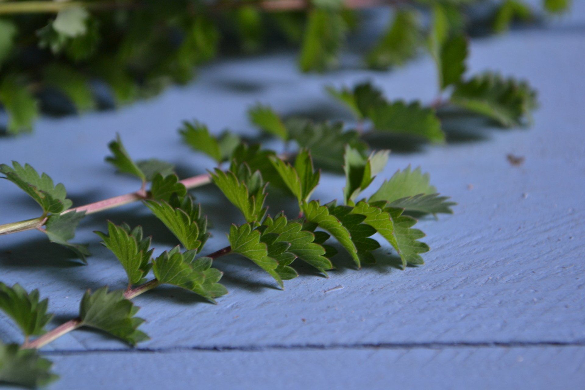 Pimpinella, la principessa dell'insalata