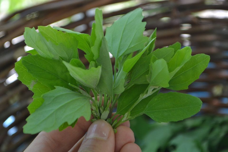 Farinello, una manna infestante