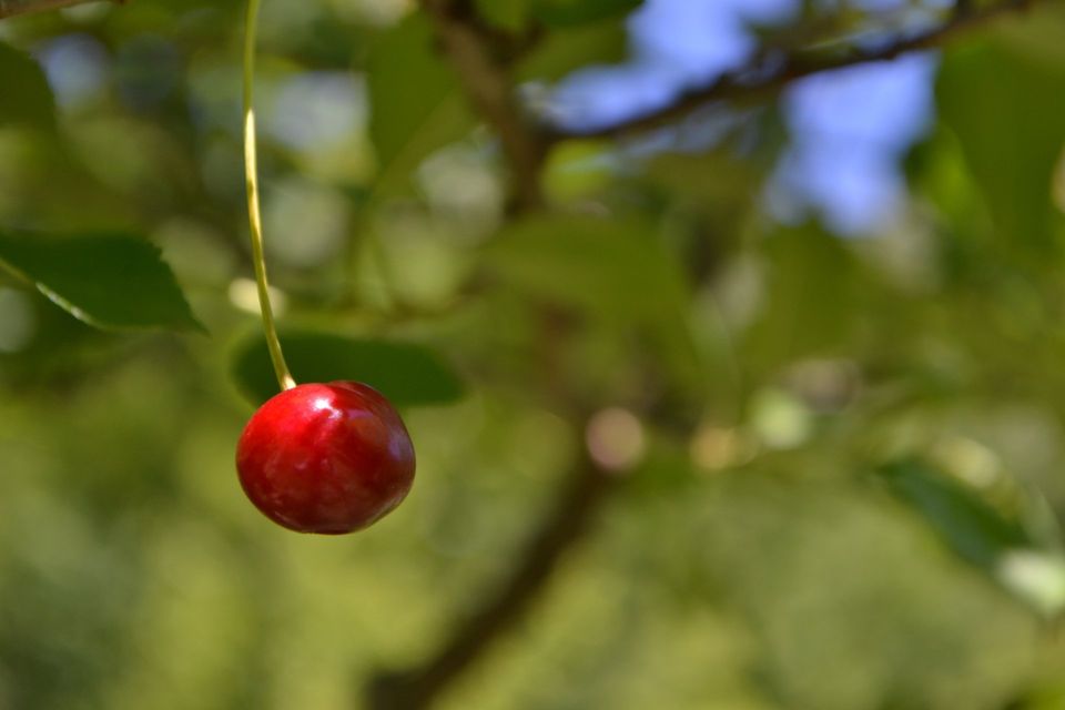 Visciola, il frutto che "tinge di sangue"