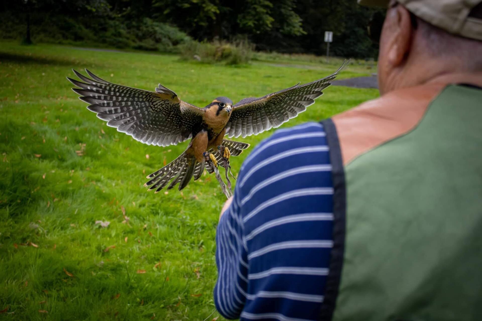Carmarthenshire Falconry Experience