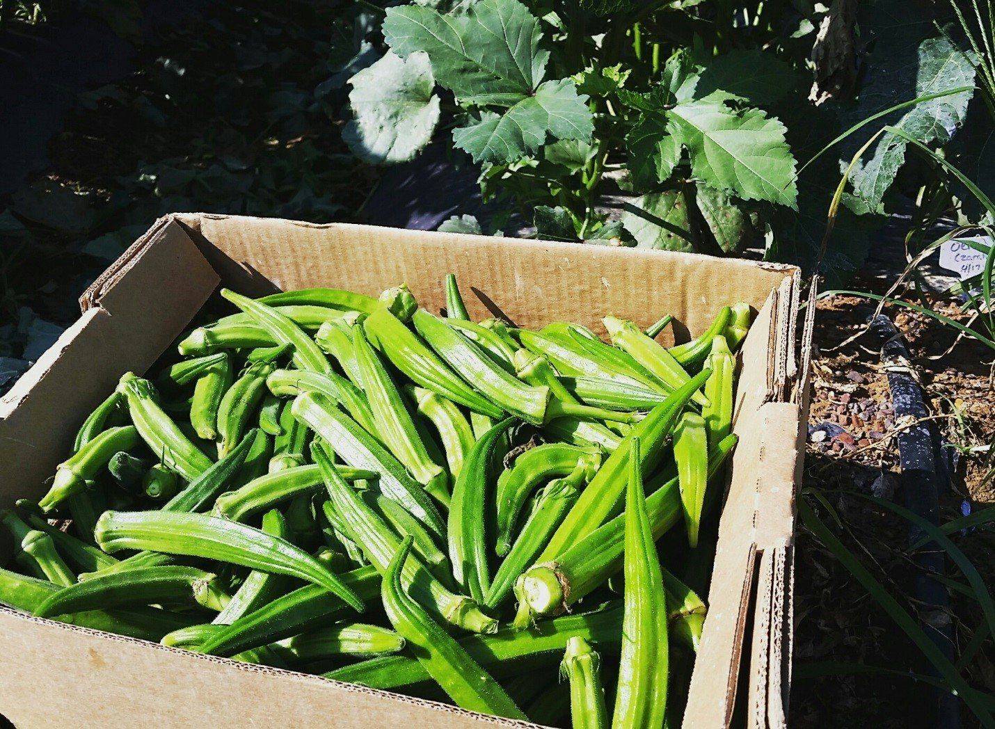 Fun with Okra: Round 2