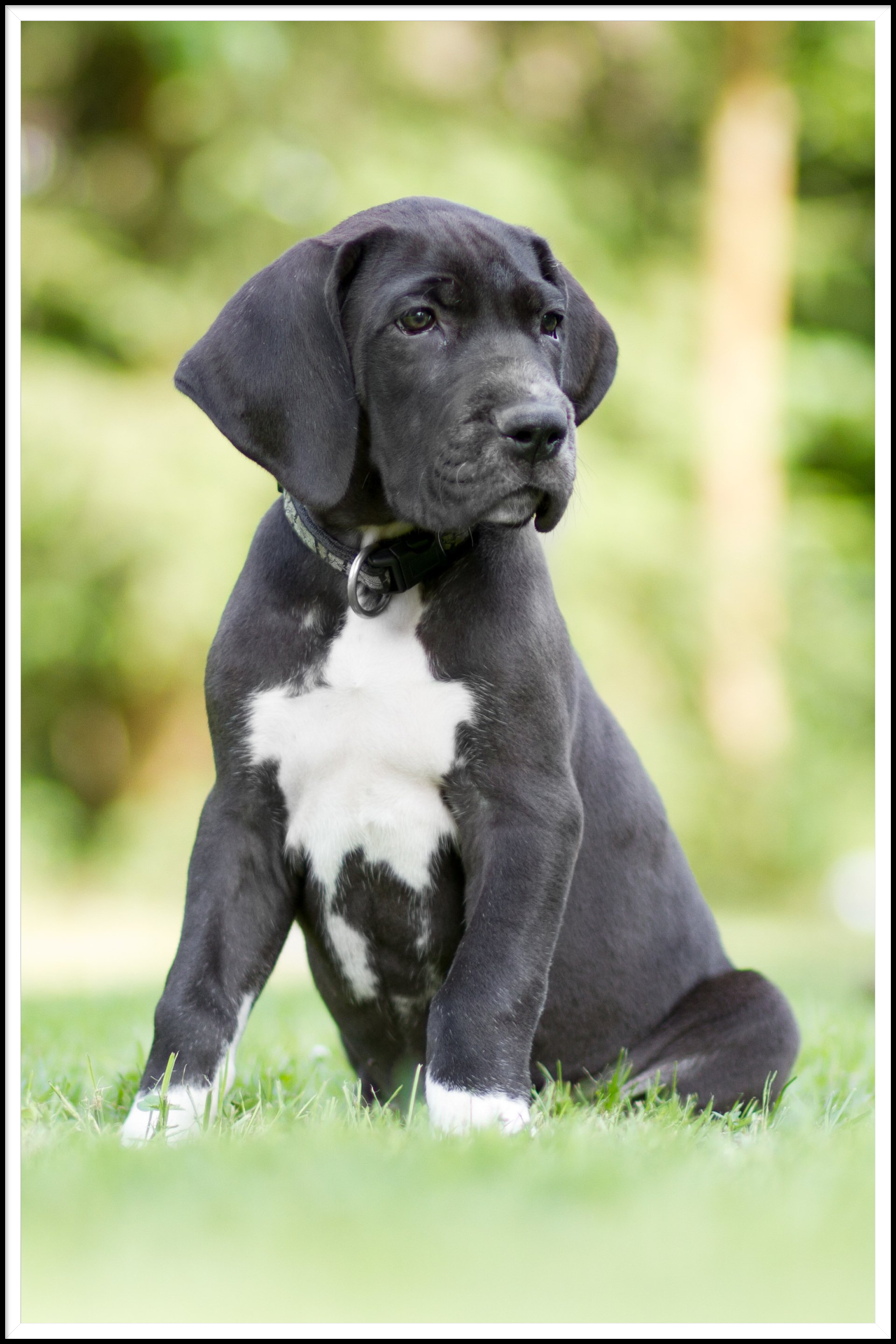 Deutsche Doggen von der Wolfshöhle Welpen