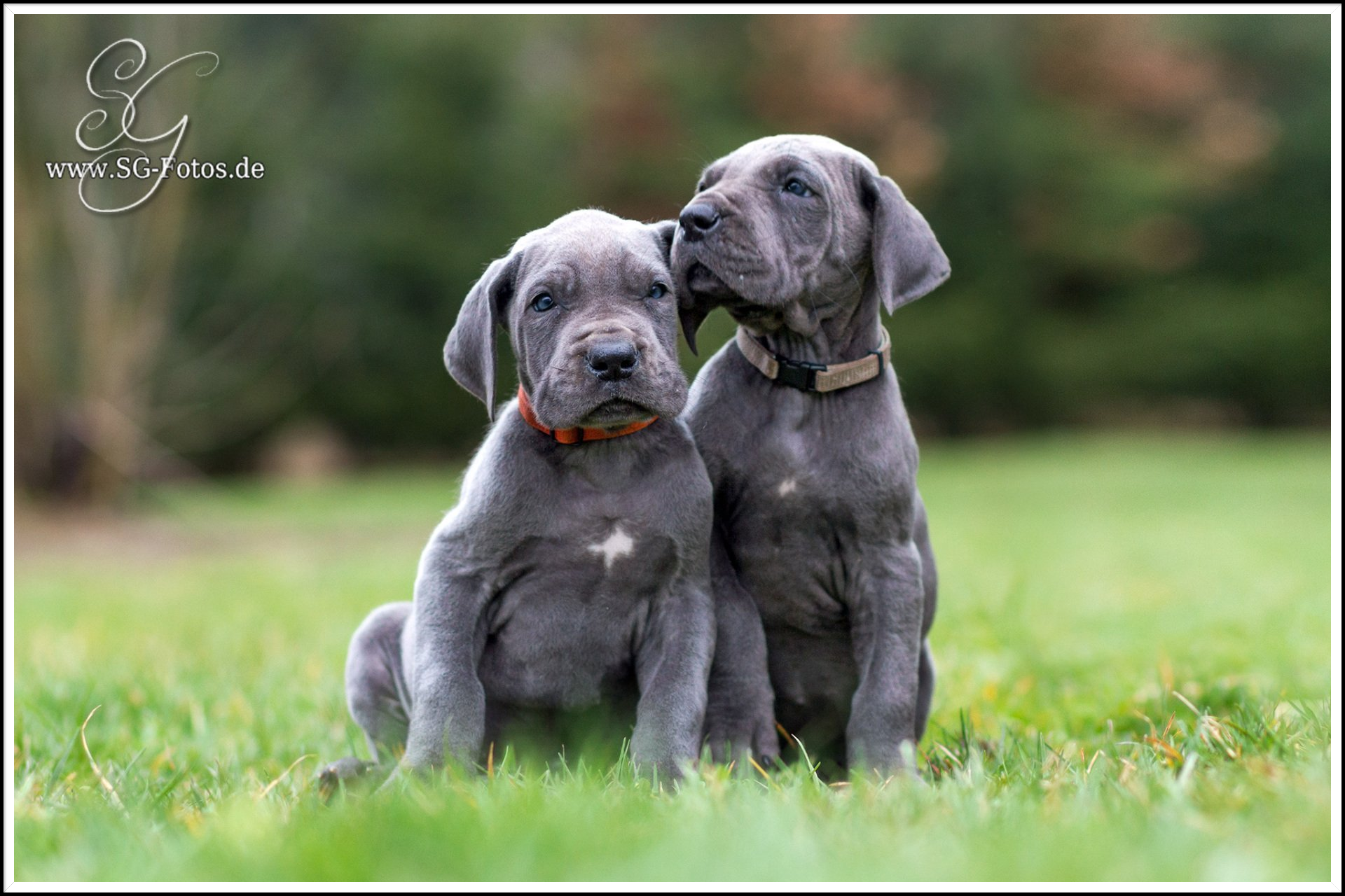 Deutsche Doggen von der Wolfshöhle Welpen