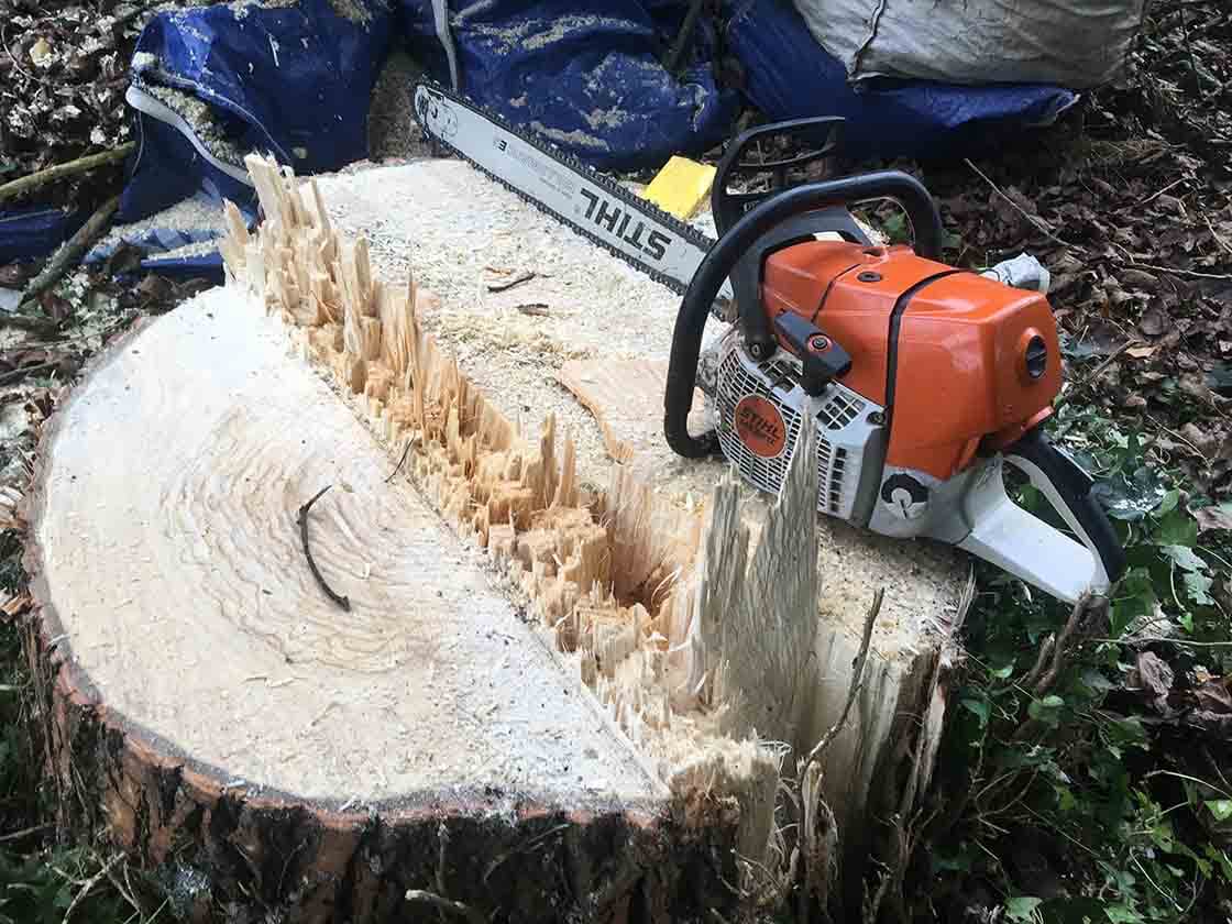 Tree Surgeon Services in Dorset | Primary Tree Care, Poole, Dorset