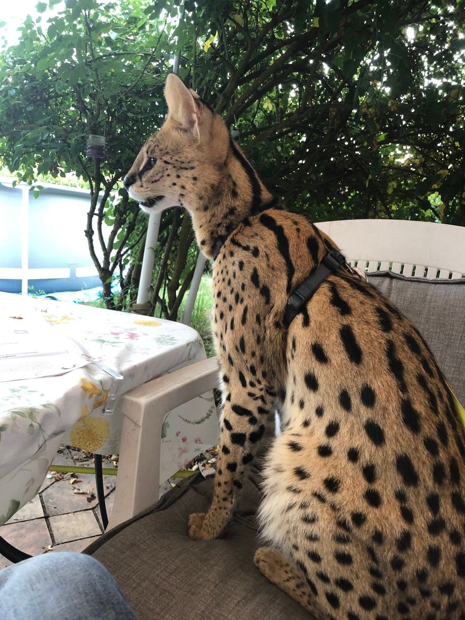 Serval Katze Kaufen