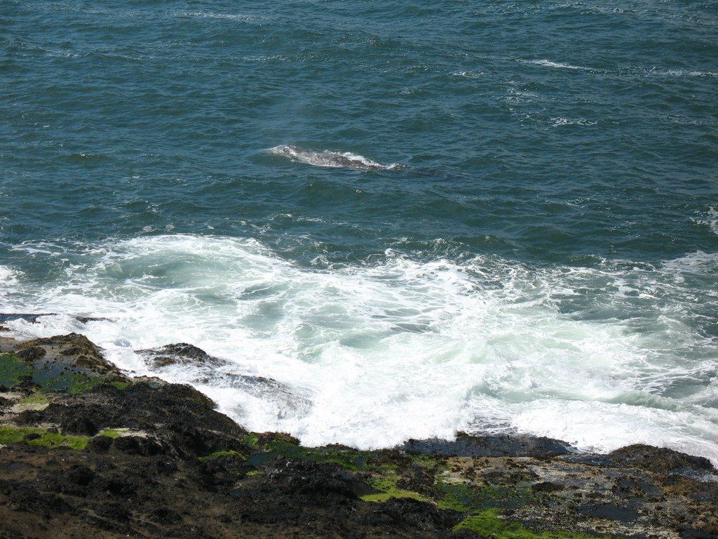 Whale Rendezvous Bed and Breakfast | Ocean Garden Suite in Depoe, Oregon