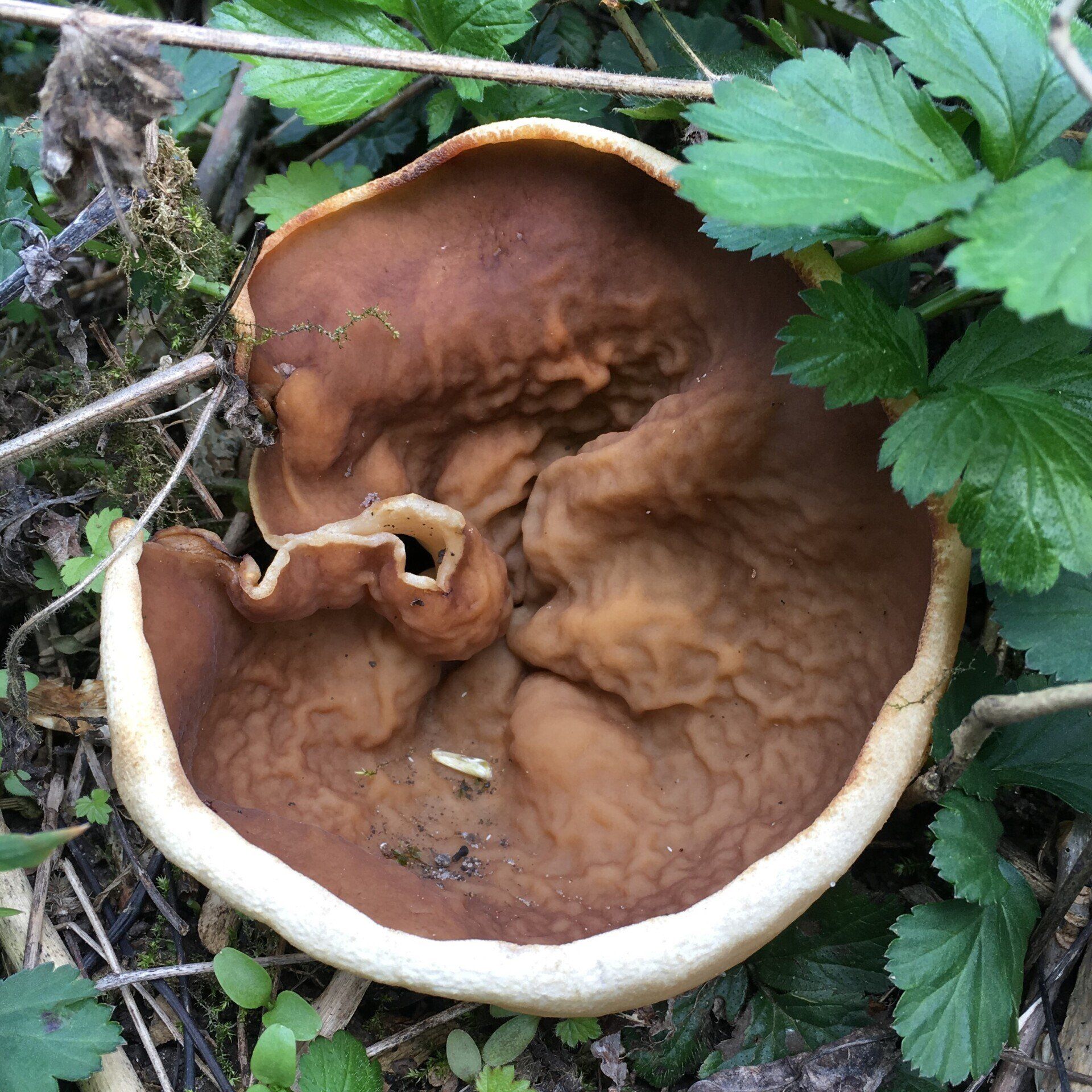 Morcheln entdecken ist schwer - wie und wo man sie findet erklärt der ...