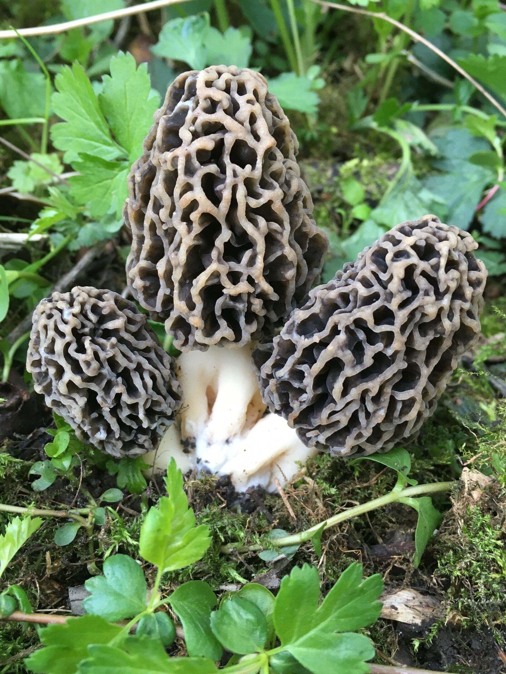 Morcheln entdecken ist schwer - wie und wo man sie findet erklärt der ...