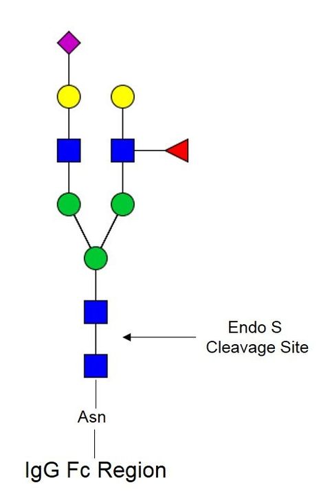 Glycoprotein Enzymes Doylestown Pa N Zyme Scientifics