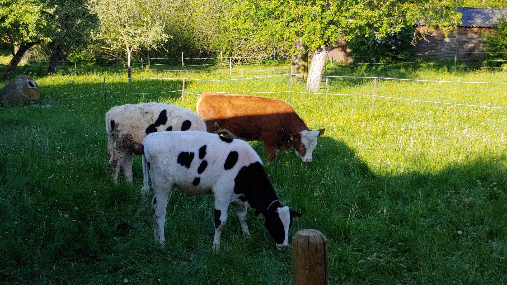 Ganzjährige Weidehaltung und stressfreie Schlachtung (Weideschuss)