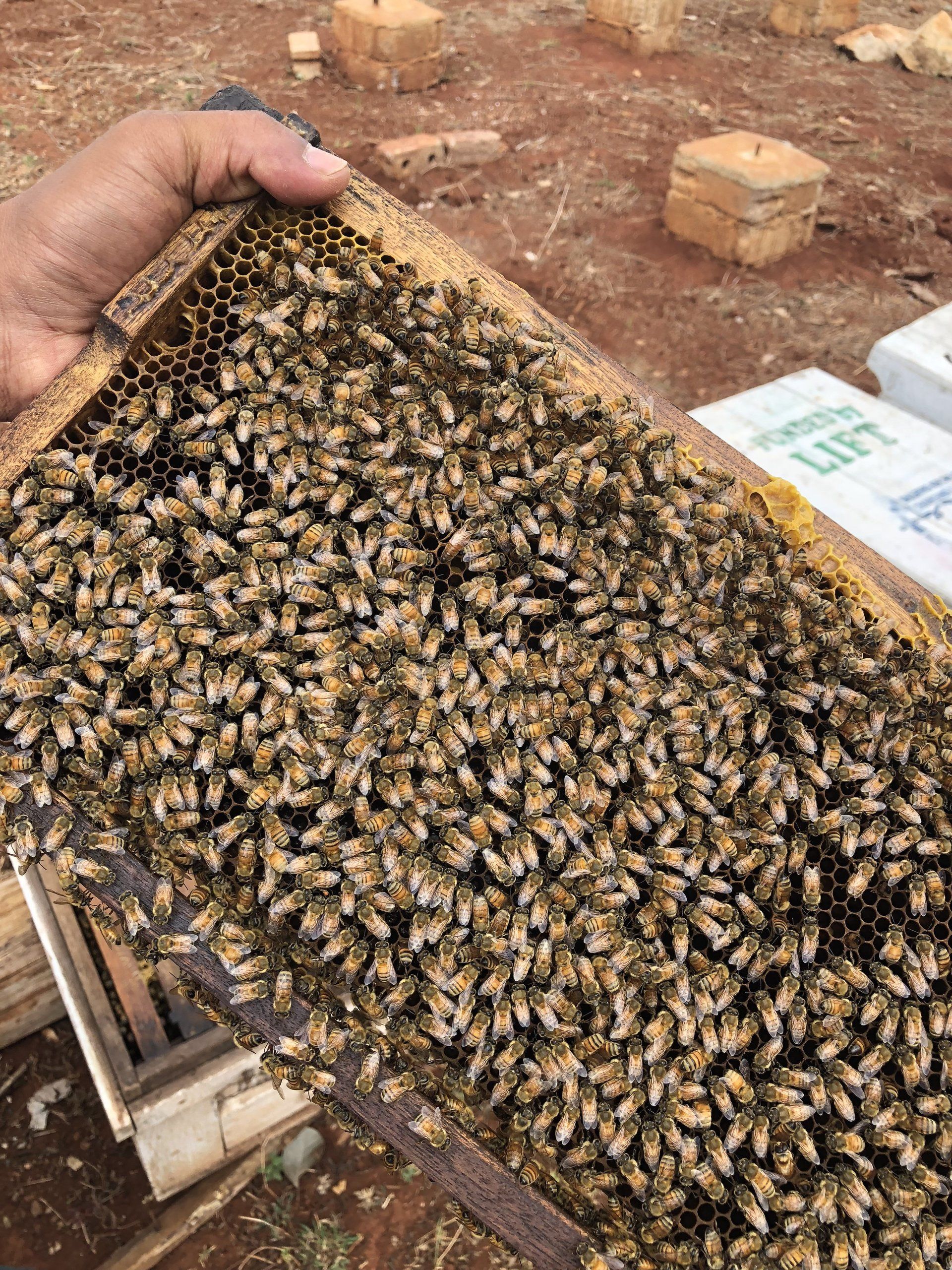 Plan Bee - Premium Quality Honey from Myanmar