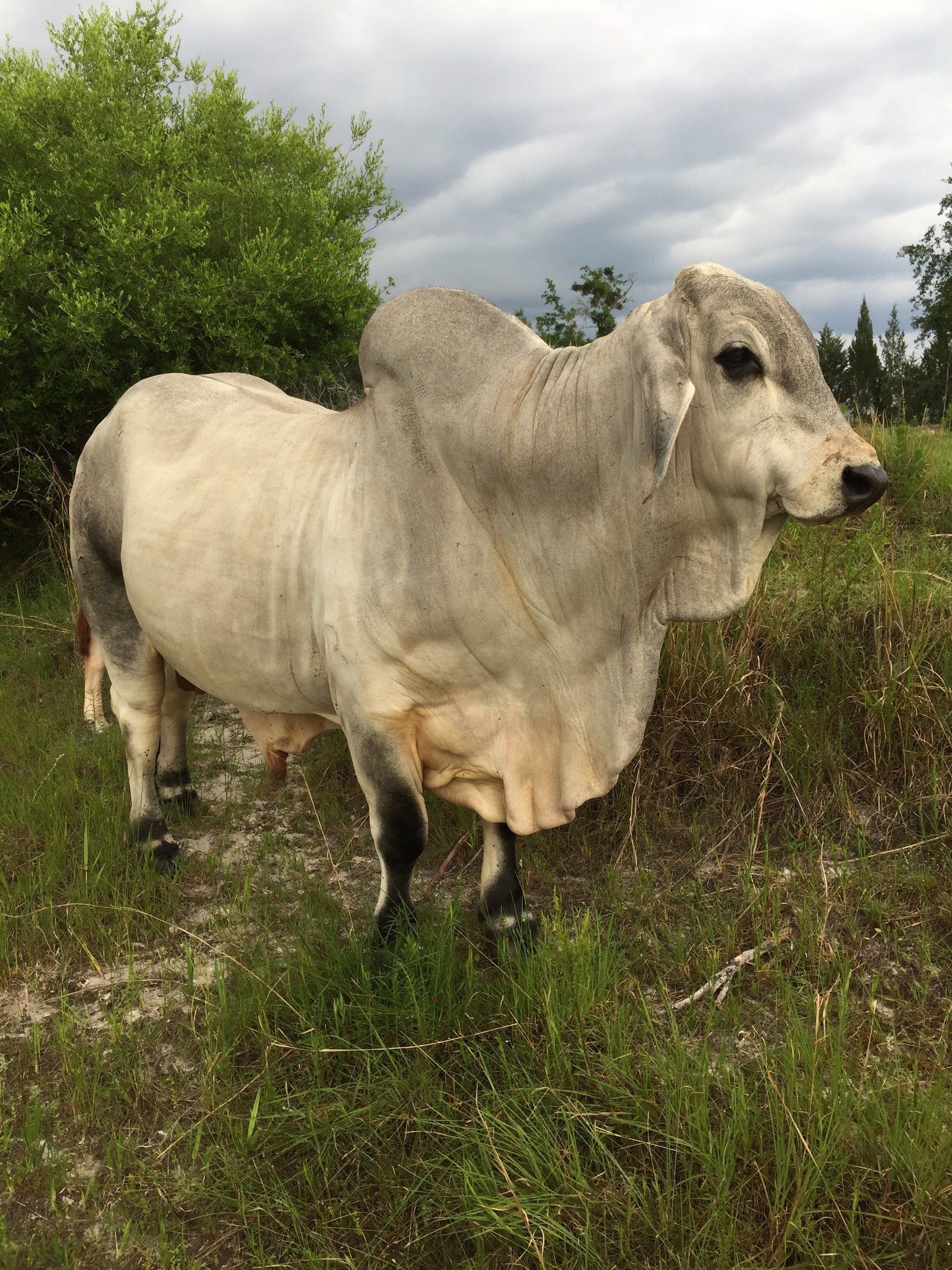 goats for sale, registered, Kiko goats fl, Kiko goats ga,