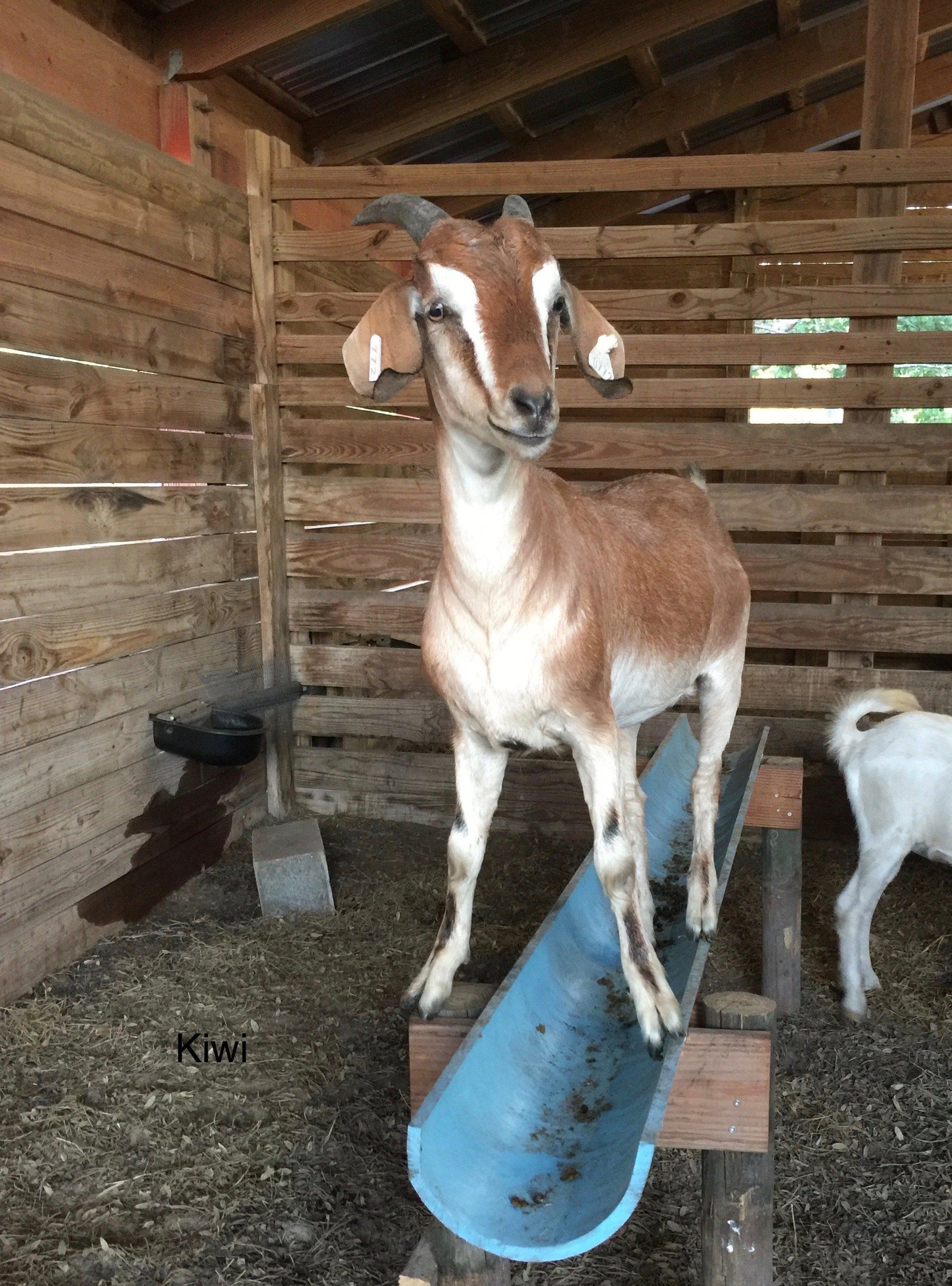 goats for sale, registered, Kiko goats fl, Kiko goats ga,
