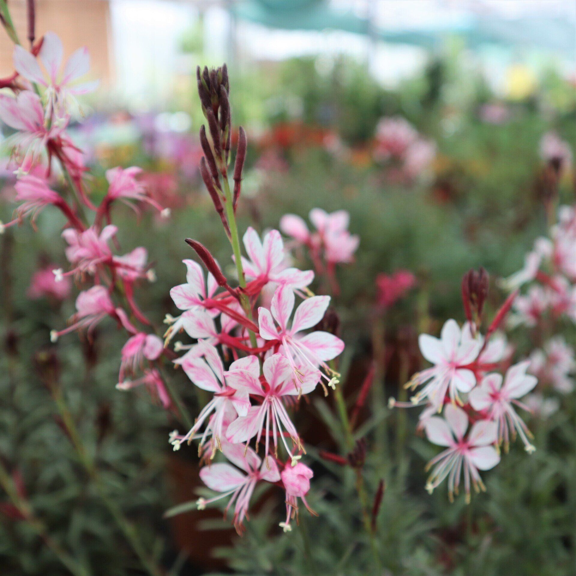 Sélection de vivaces arbustives adaptées